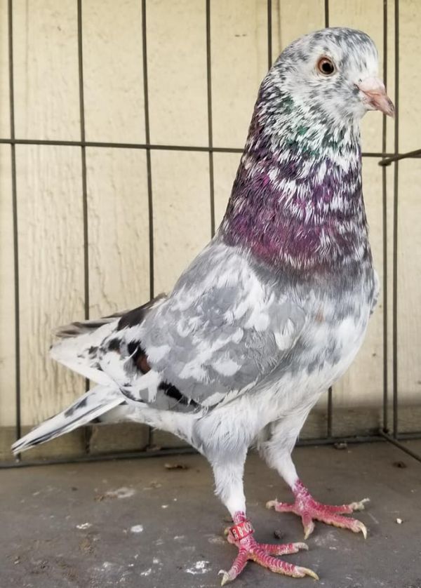 Stipper - PigeonGenetics.com Wiki