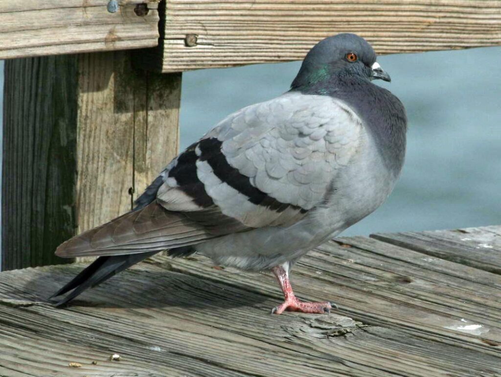 List of Pigeon Phenotypes – PigeonGenetics.com