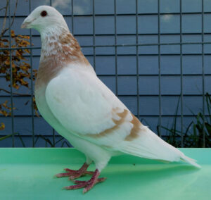 List of Pigeon Phenotypes – PigeonGenetics.com
