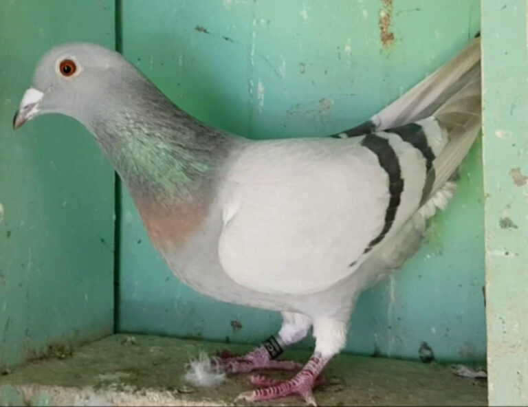 List of Pigeon Phenotypes – PigeonGenetics.com