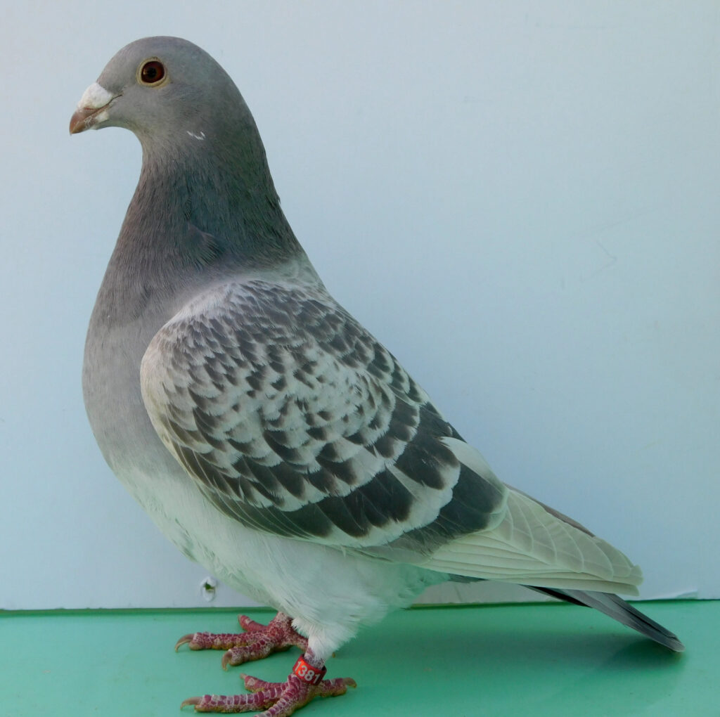 List of Pigeon Phenotypes – PigeonGenetics.com