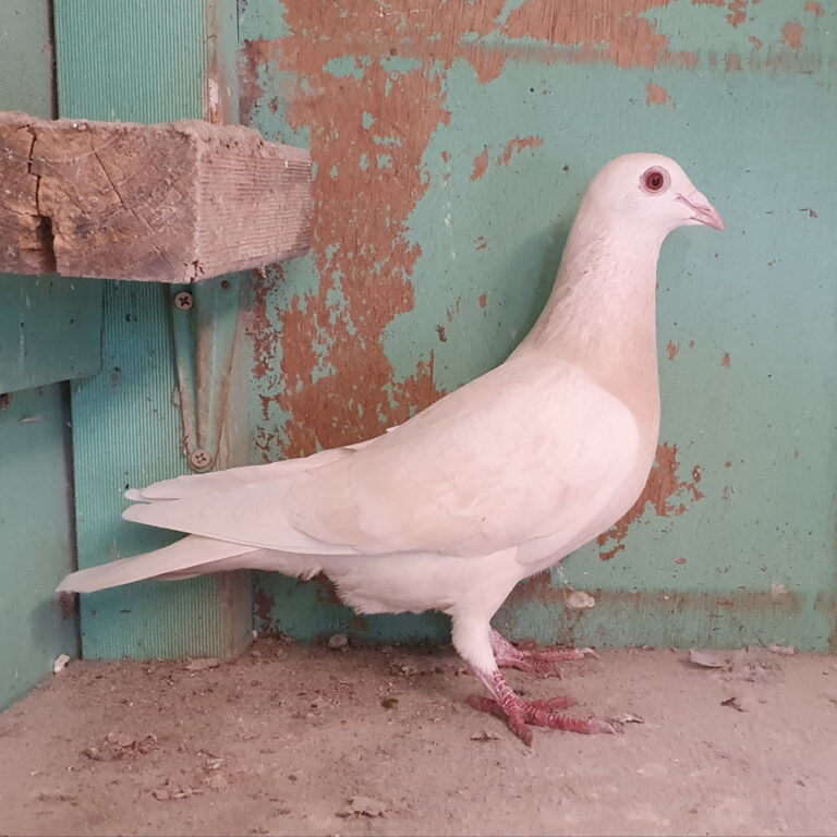 List of Pigeon Phenotypes – PigeonGenetics.com
