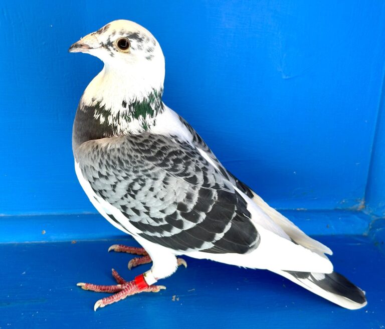 List of Pigeon Phenotypes – PigeonGenetics.com