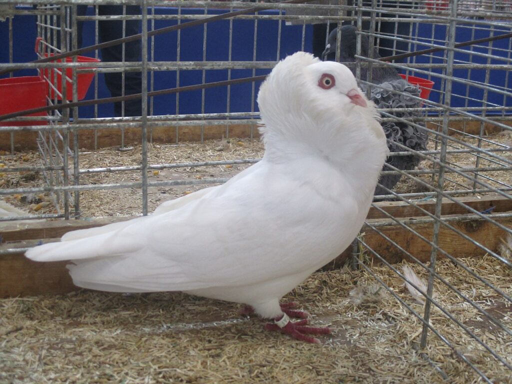 List of Pigeon Phenotypes – PigeonGenetics.com